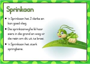 Insekte – Karoo Kiddies